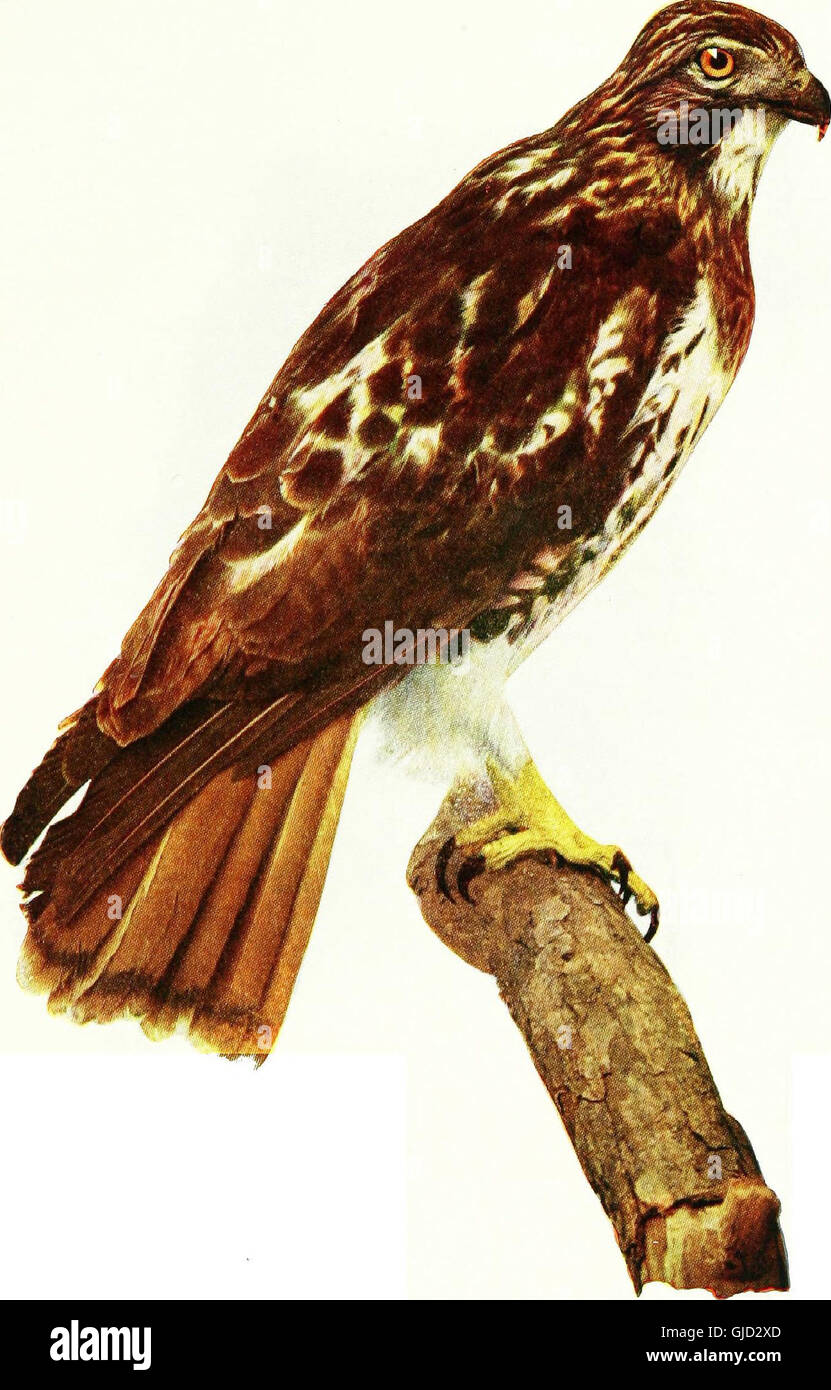 Bird studies for home and school hi-res stock photography and images ...