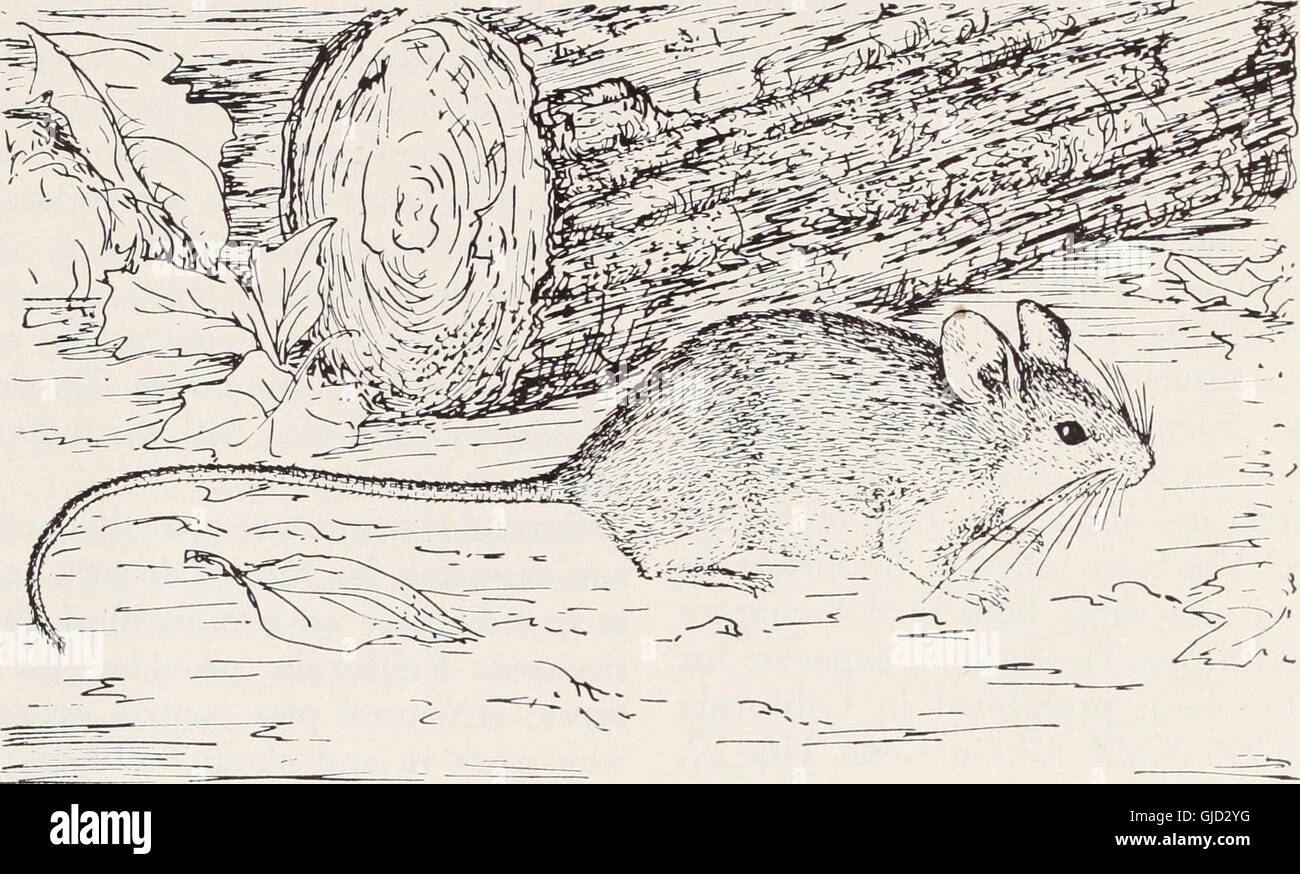 A report on methods and techniques for controlling rats and mice ...