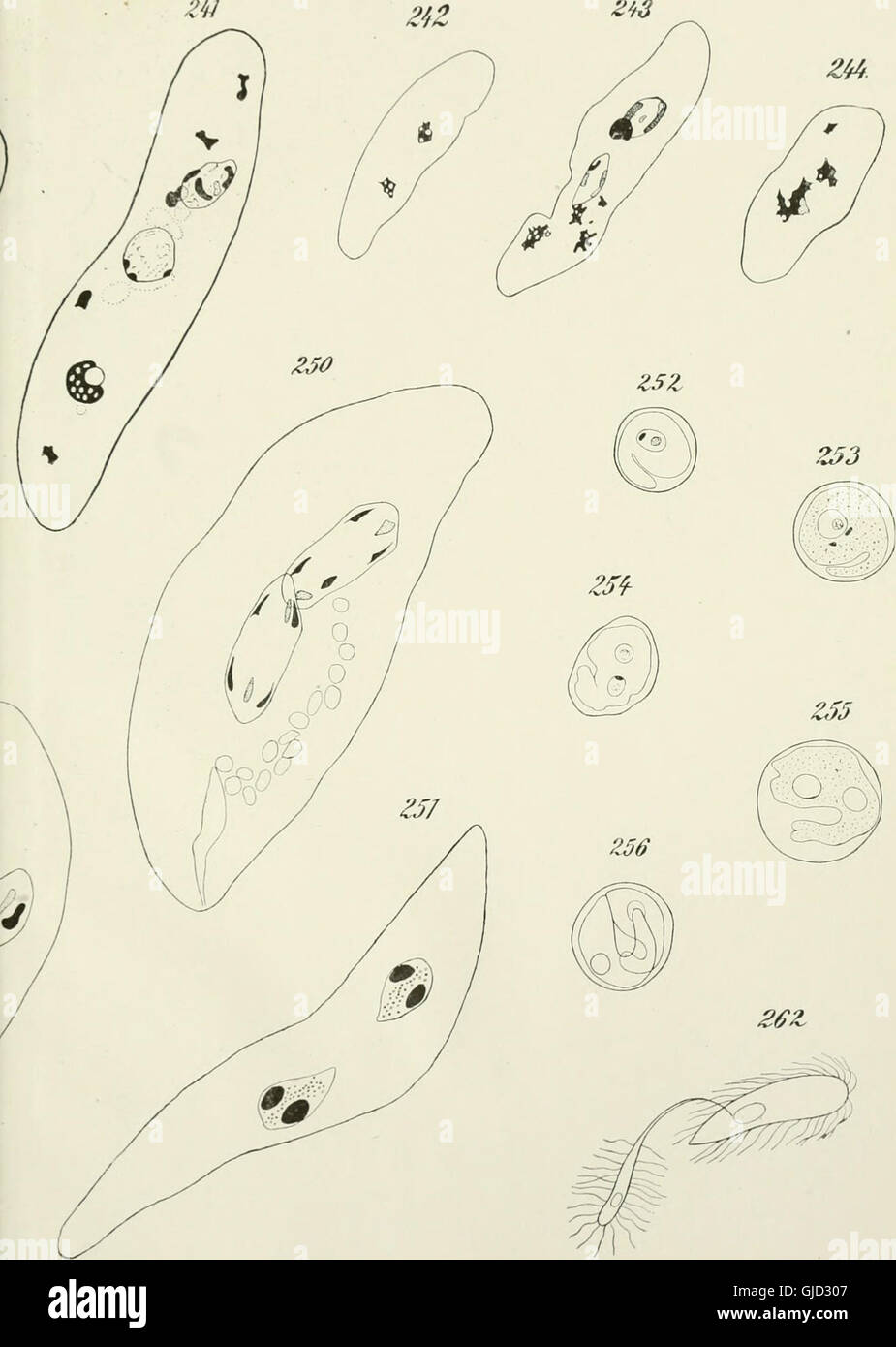 This 1909 scientific text focuses on the anatomy and reproduction of ...