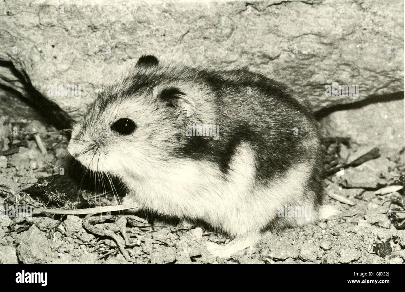 'Biology of the Heteromyidae' (1993) explores the biology, behavior ...