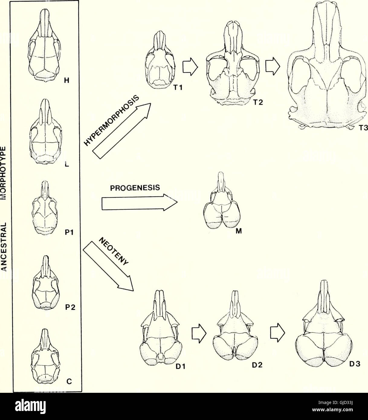 The Biology of the Heteromyidae (1993) offers an in-depth look into the ...