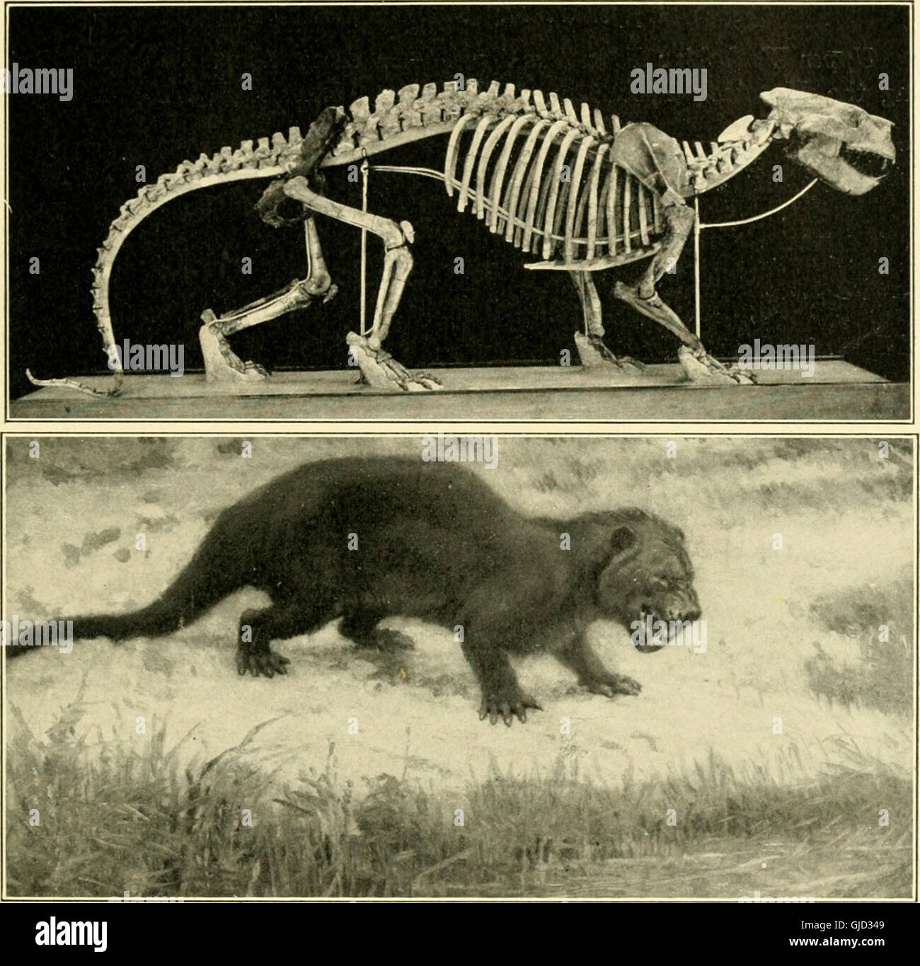 Published in 1910, this work explores the rise of mammals in Europe ...