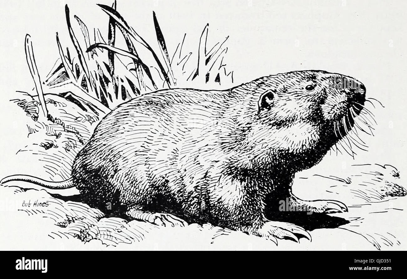 *The Dalles Pocket Gopher* (1951) investigates the impact of this ...