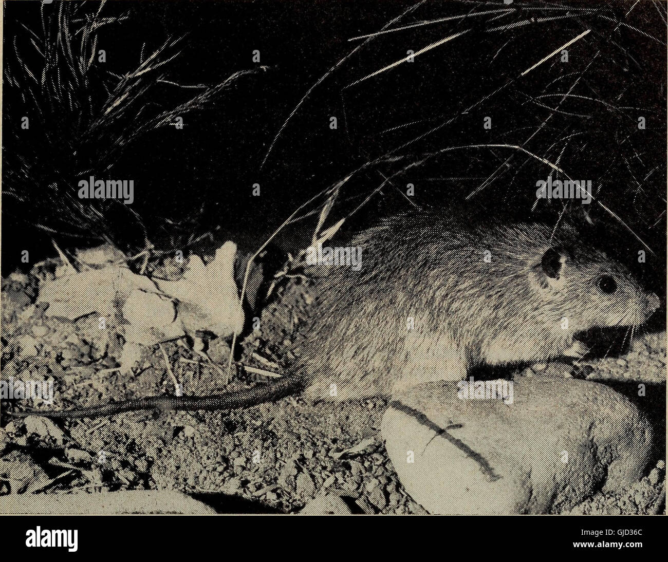 The Australian Zoologist (1973) is a scientific journal focusing on the ...