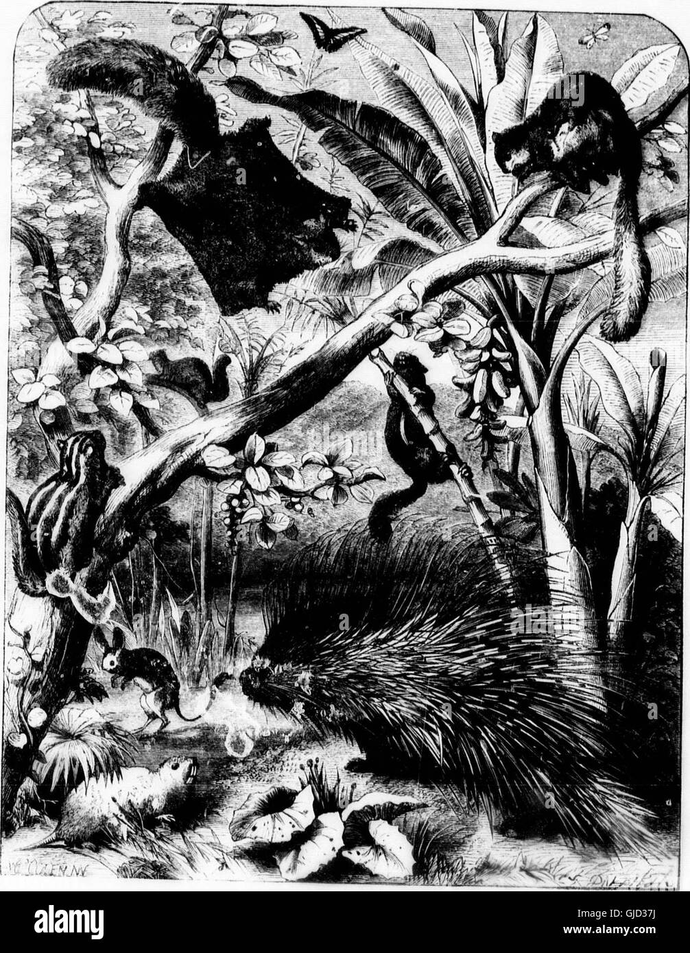 The 1863 illustrated natural history provides a visual and written ...