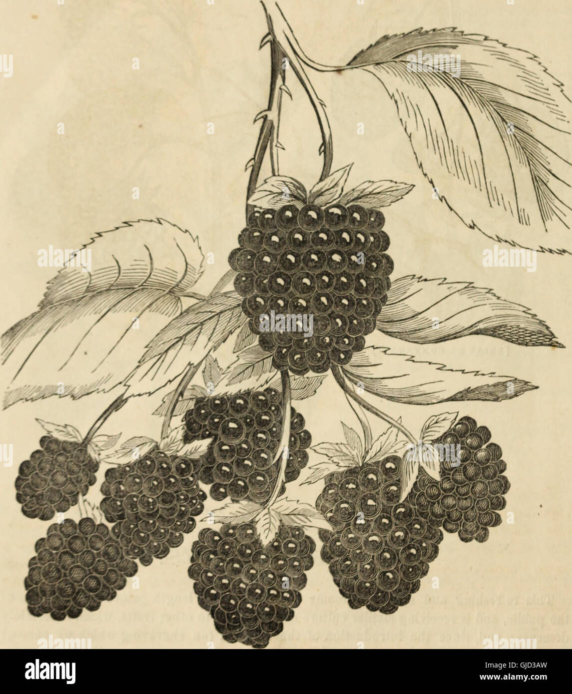 This catalog offers a detailed listing of fruit and ornamental trees ...