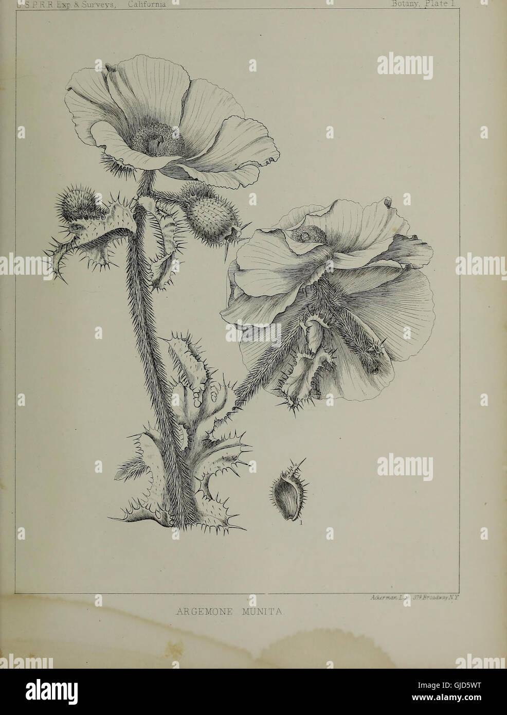 This 1855 report documents explorations and surveys conducted to ...