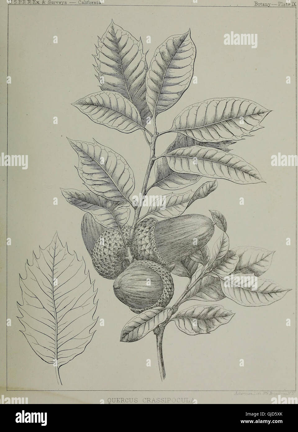 This 1855 report details explorations and surveys conducted to ...