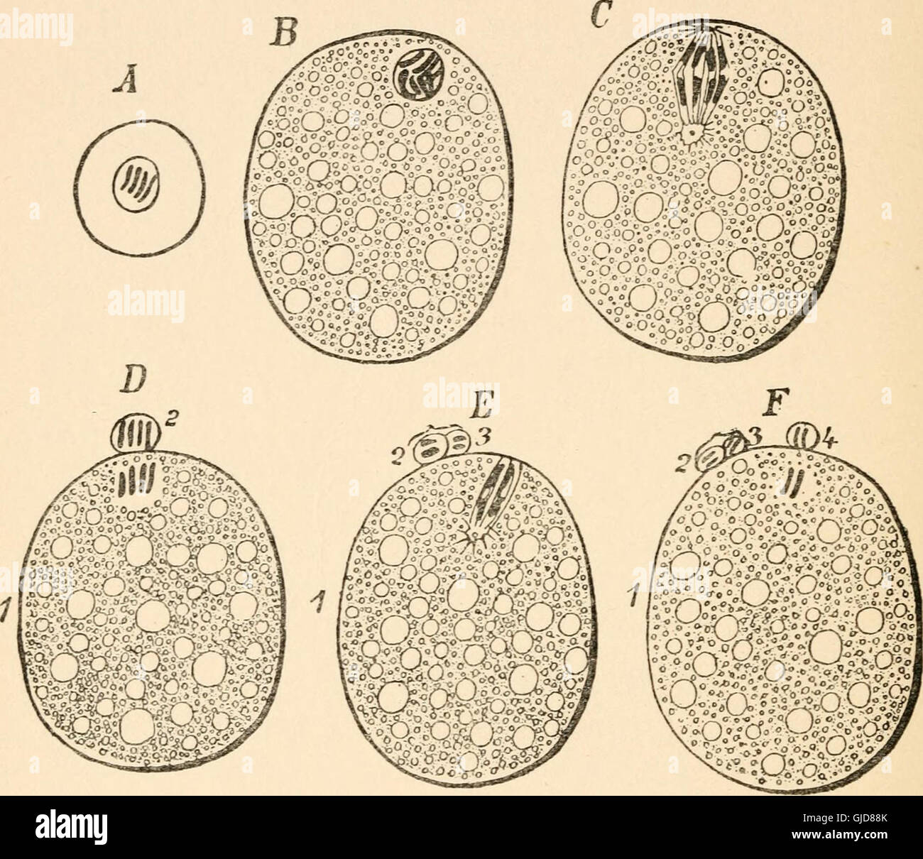 This 1910 work explores the basic principles of heredity, illustrated ...
