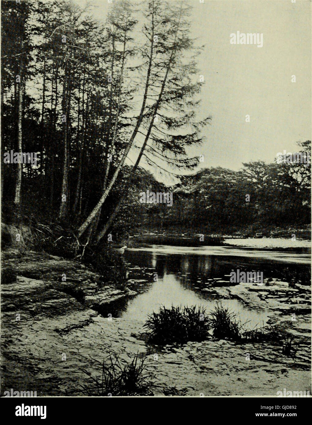 'Trees in Nature, Myth, and Art' (1907) explores the symbolic and ...