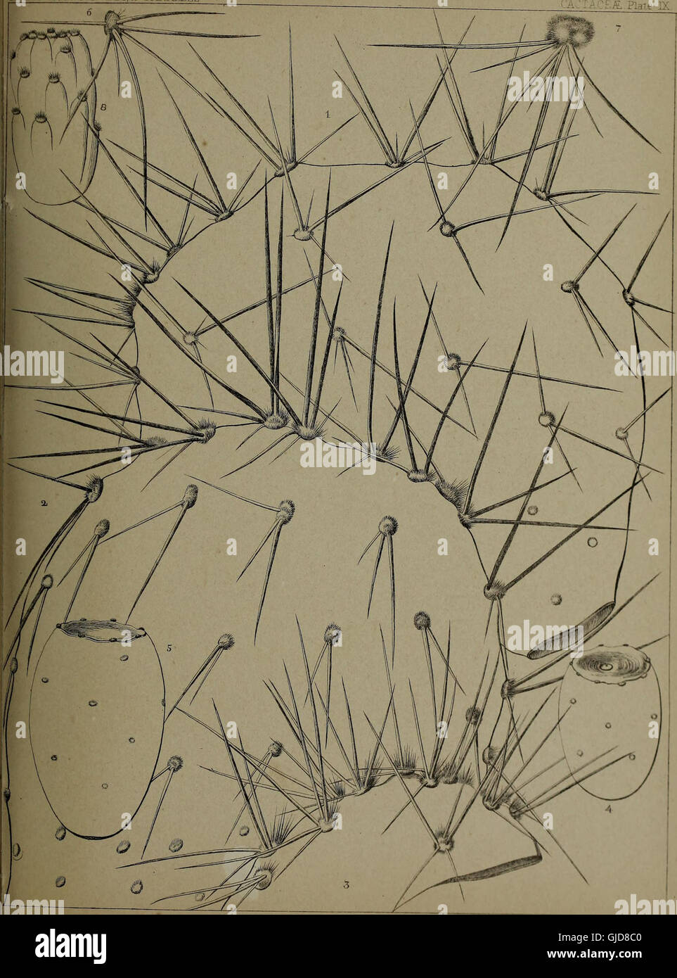 The 1855 reports on the exploration and surveys of potential railroad ...