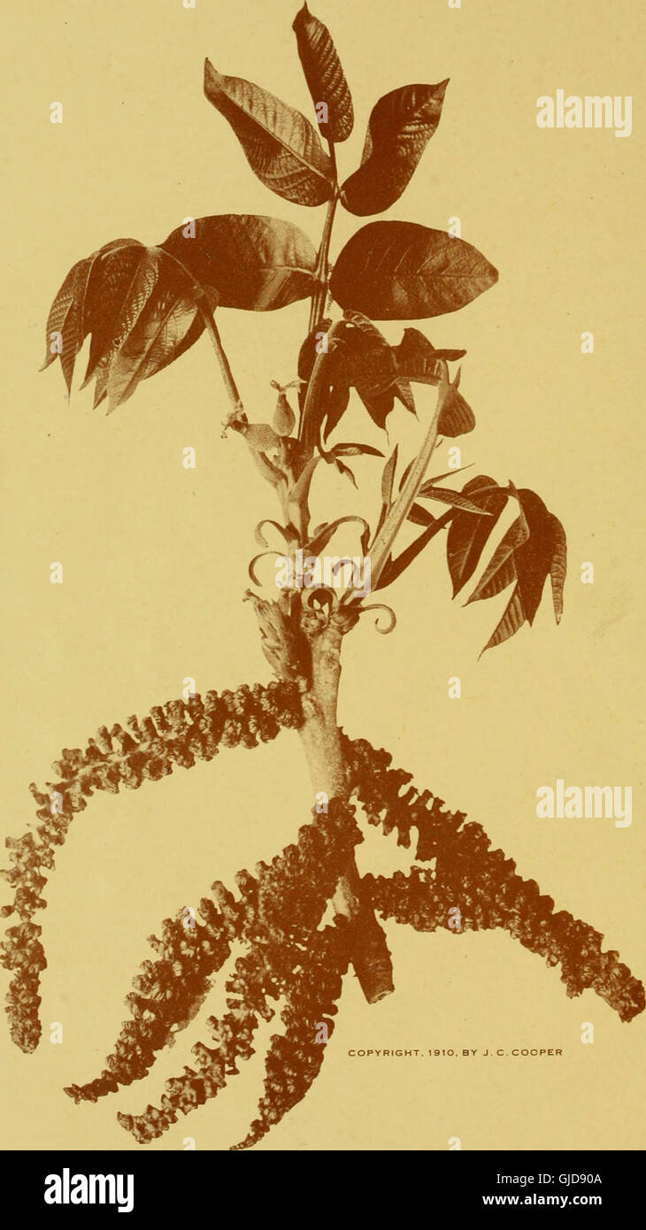 A 1910 guide to growing walnuts in Oregon, focusing on the state's ...