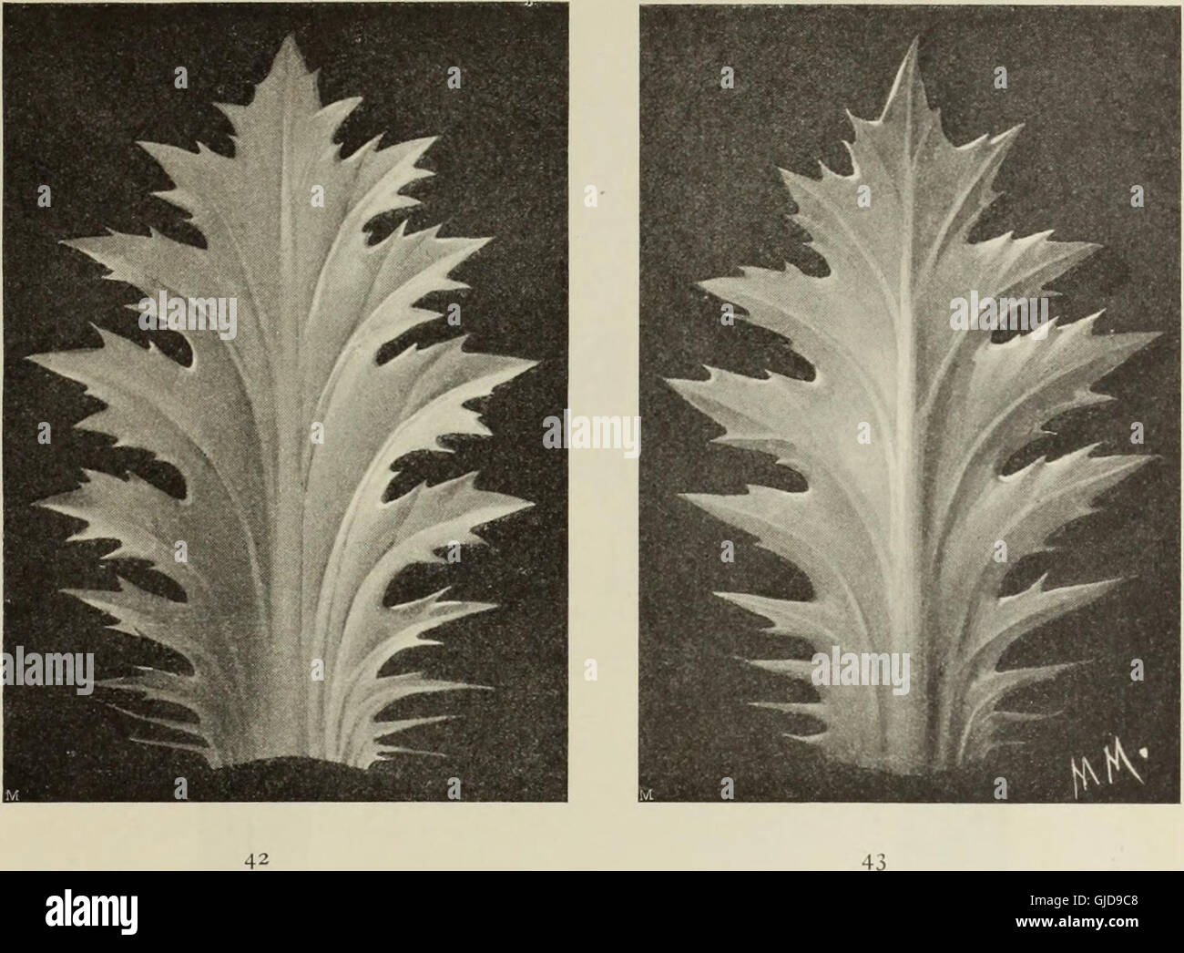 The image depicts a detailed study of the Greek acanthus ornament and ...