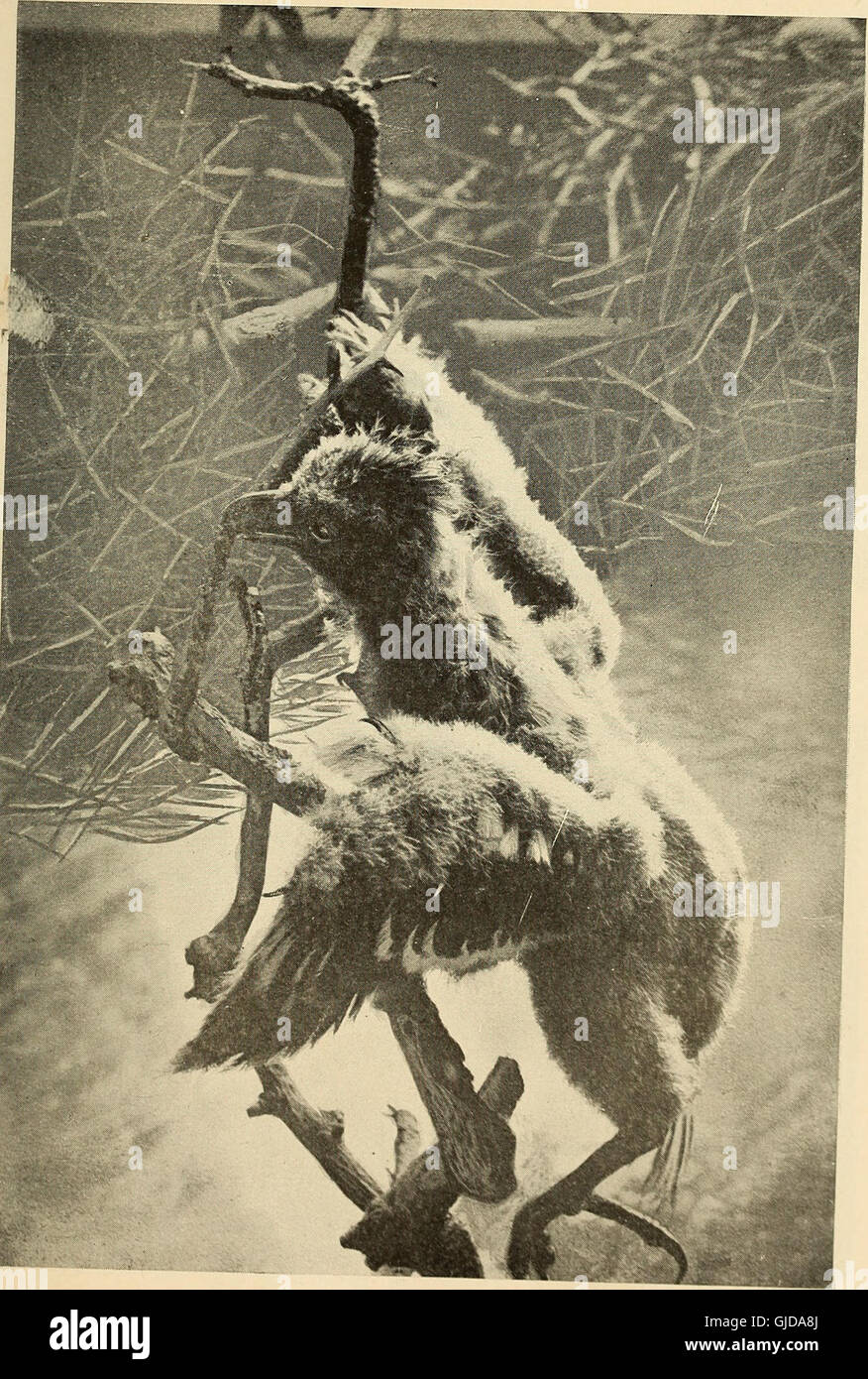 This 1919 study explores the psychological and physiological aspects of ...