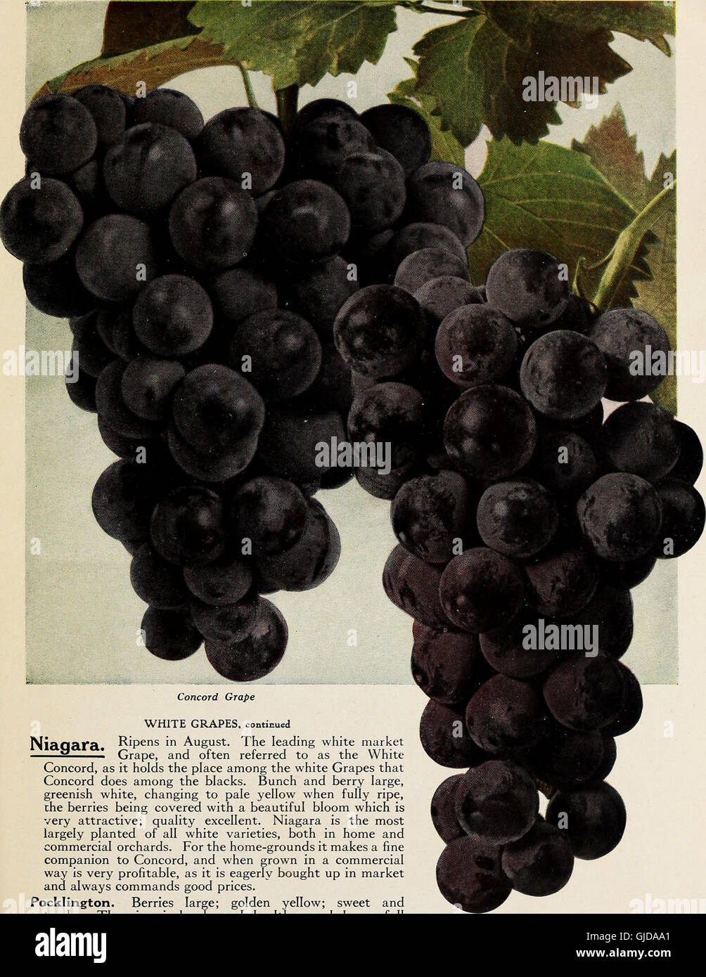 *Harrisons' Nurseries* (1914) was a renowned nursery offering a wide ...