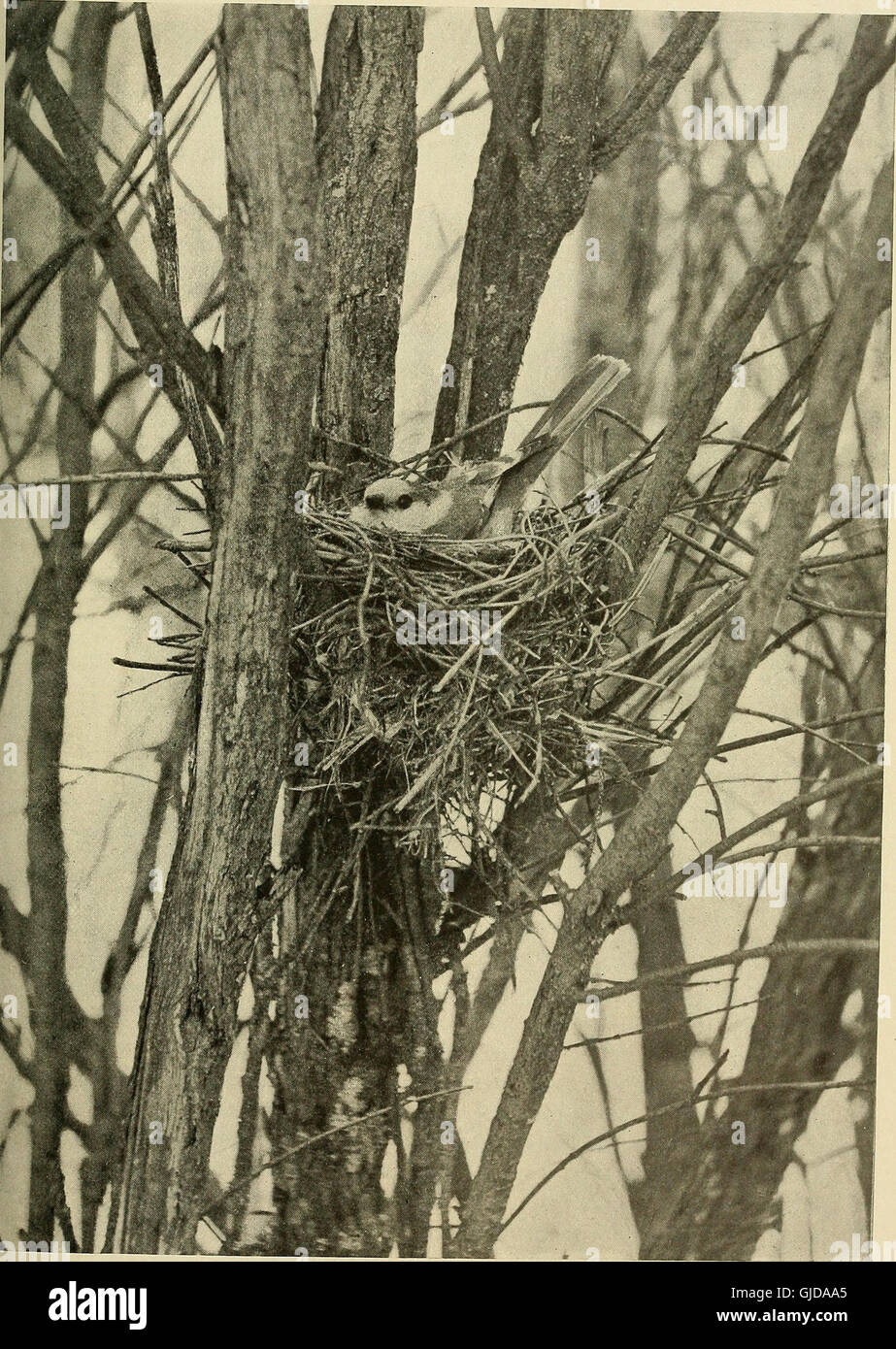 A 1907 illustration from 'Bird Lore', depicting various bird species ...