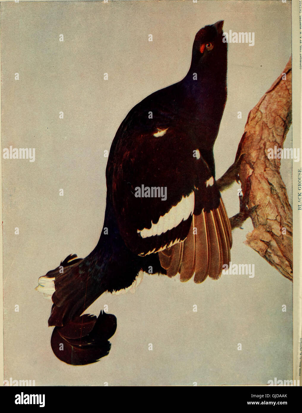 'Birds and Nature' (1905) is a publication dedicated to the study of ...