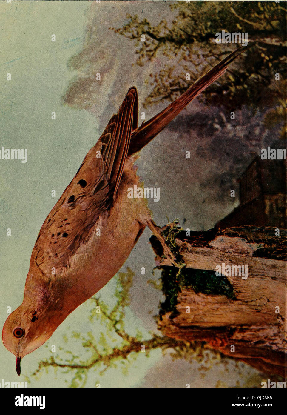 This 1905 publication focuses on the study of birds, offering ...