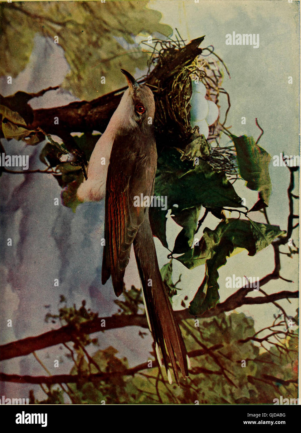 'Birds and Nature' (1905) focuses on the study of birds and their ...