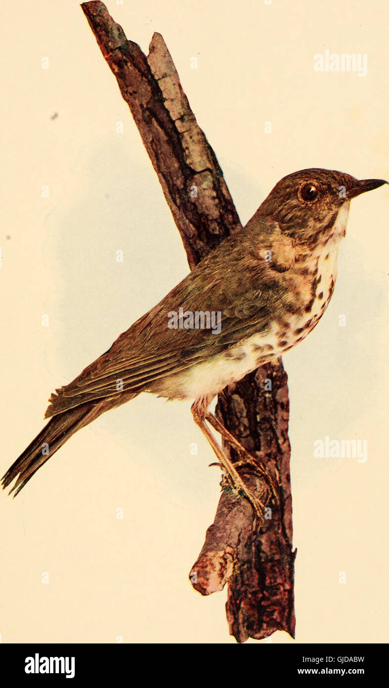 Published in 1900, 'Birds and Nature' offers a collection of bird ...