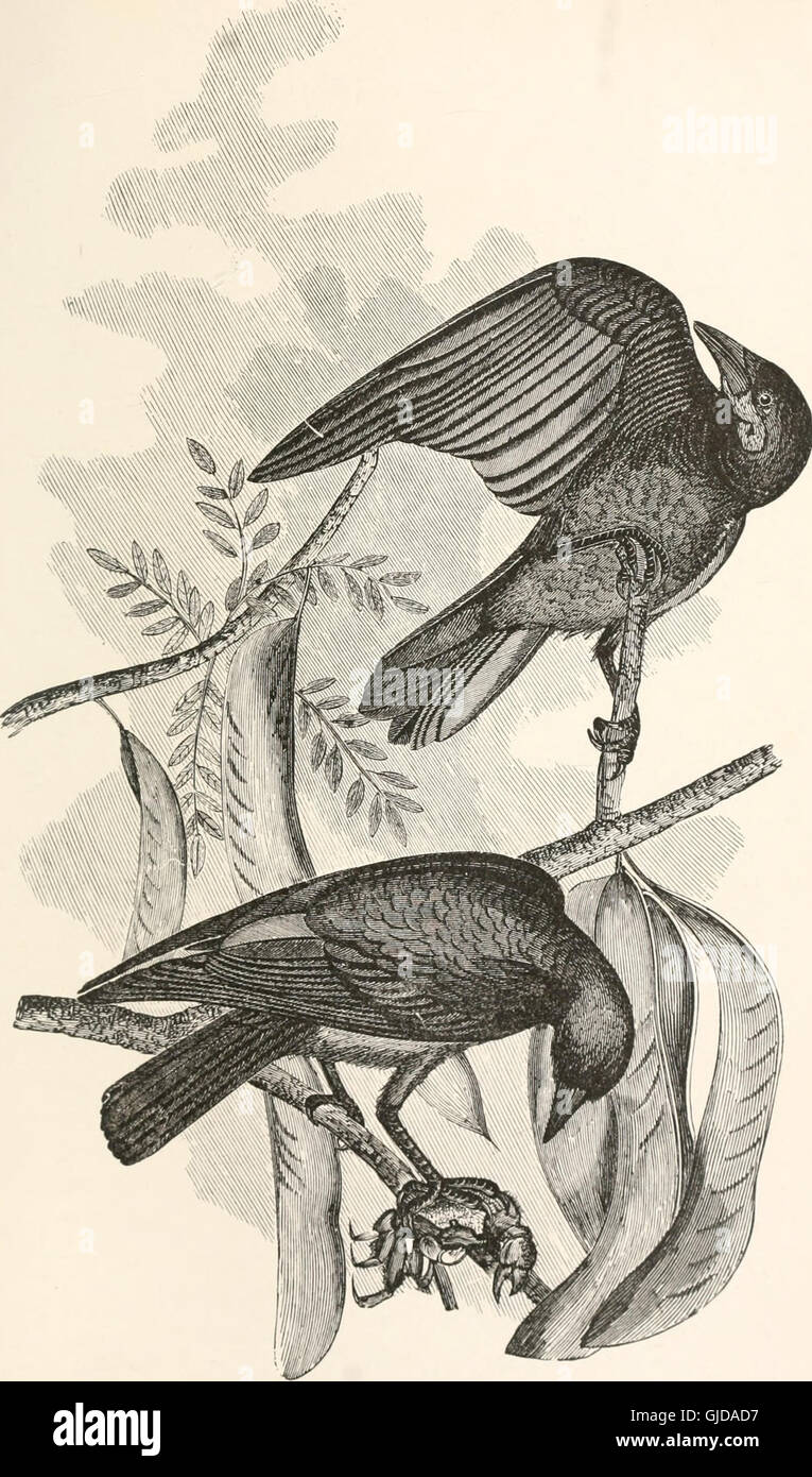 A comprehensive guide to the birds of New England and adjacent states ...