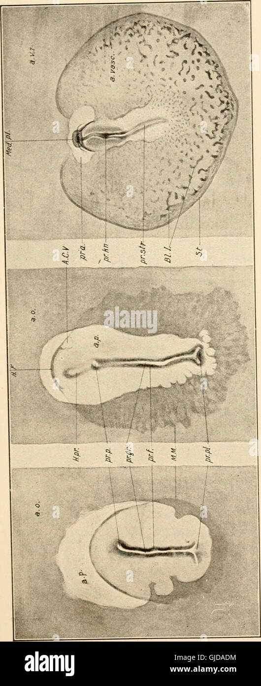 This work provides an introduction to embryology, focusing on the ...