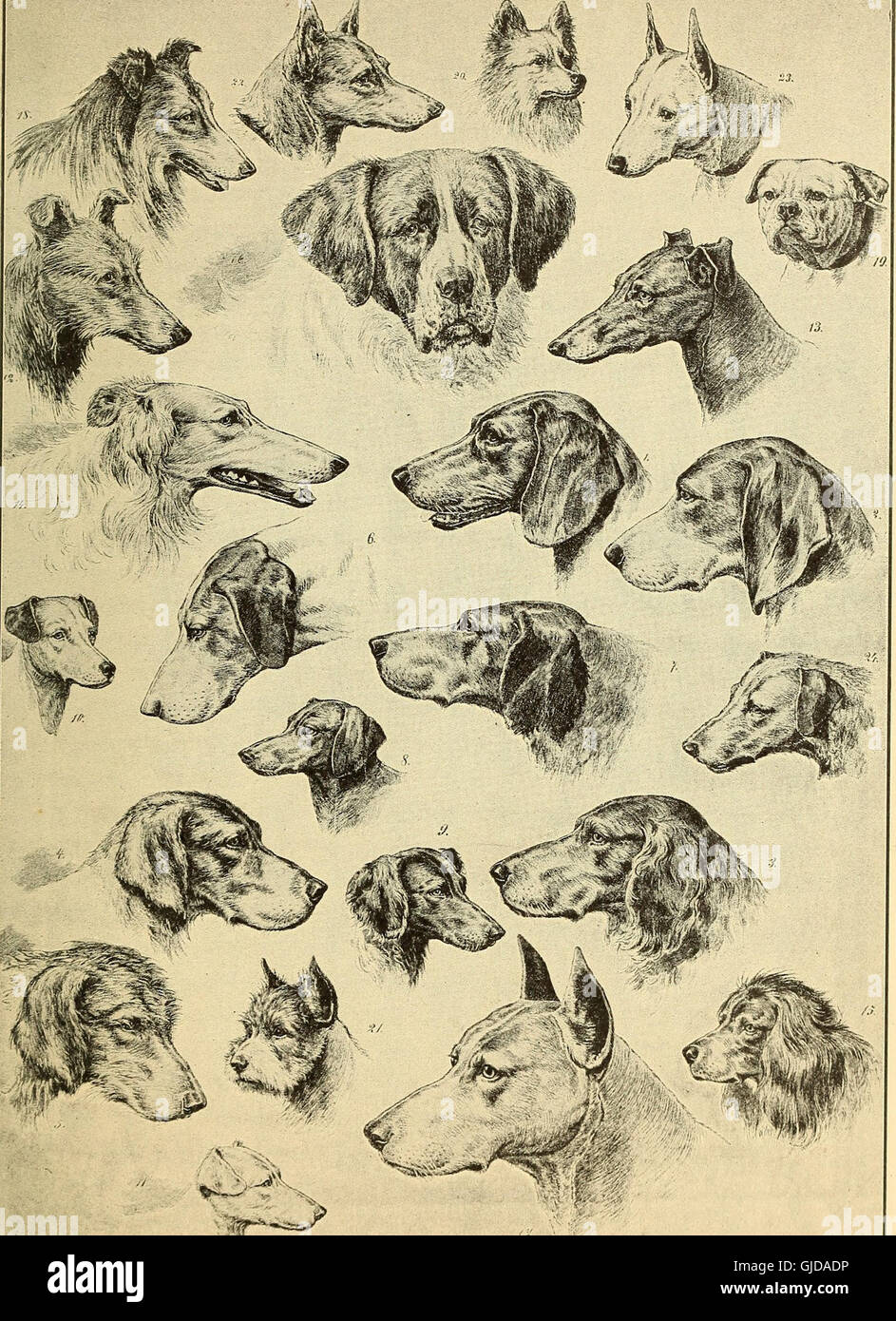 This 1901 work provides studies and stories about animals, focusing on ...