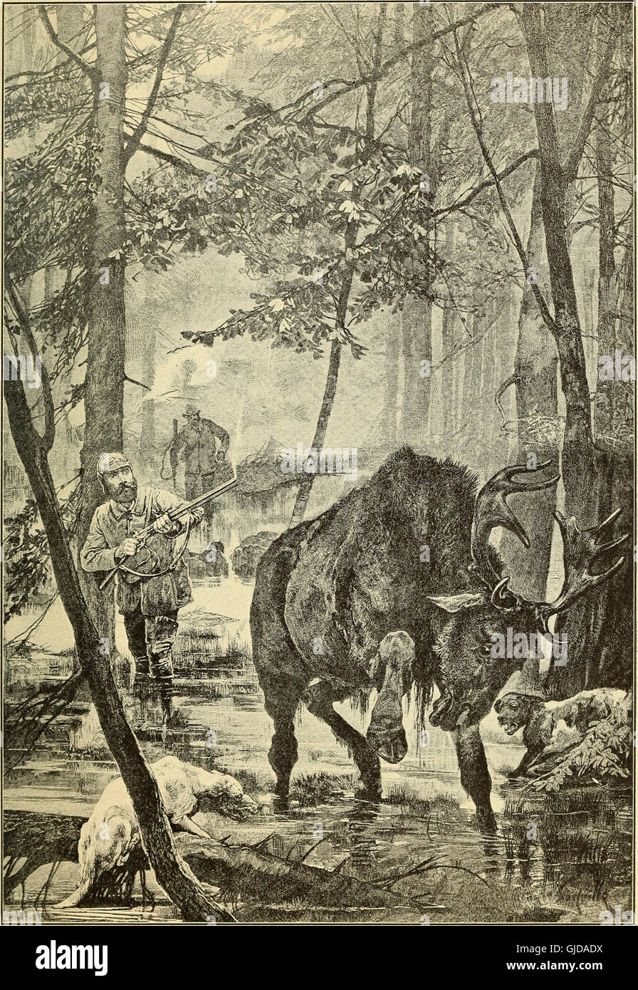 A 1901 work that studies animals in action, detailing their habits ...