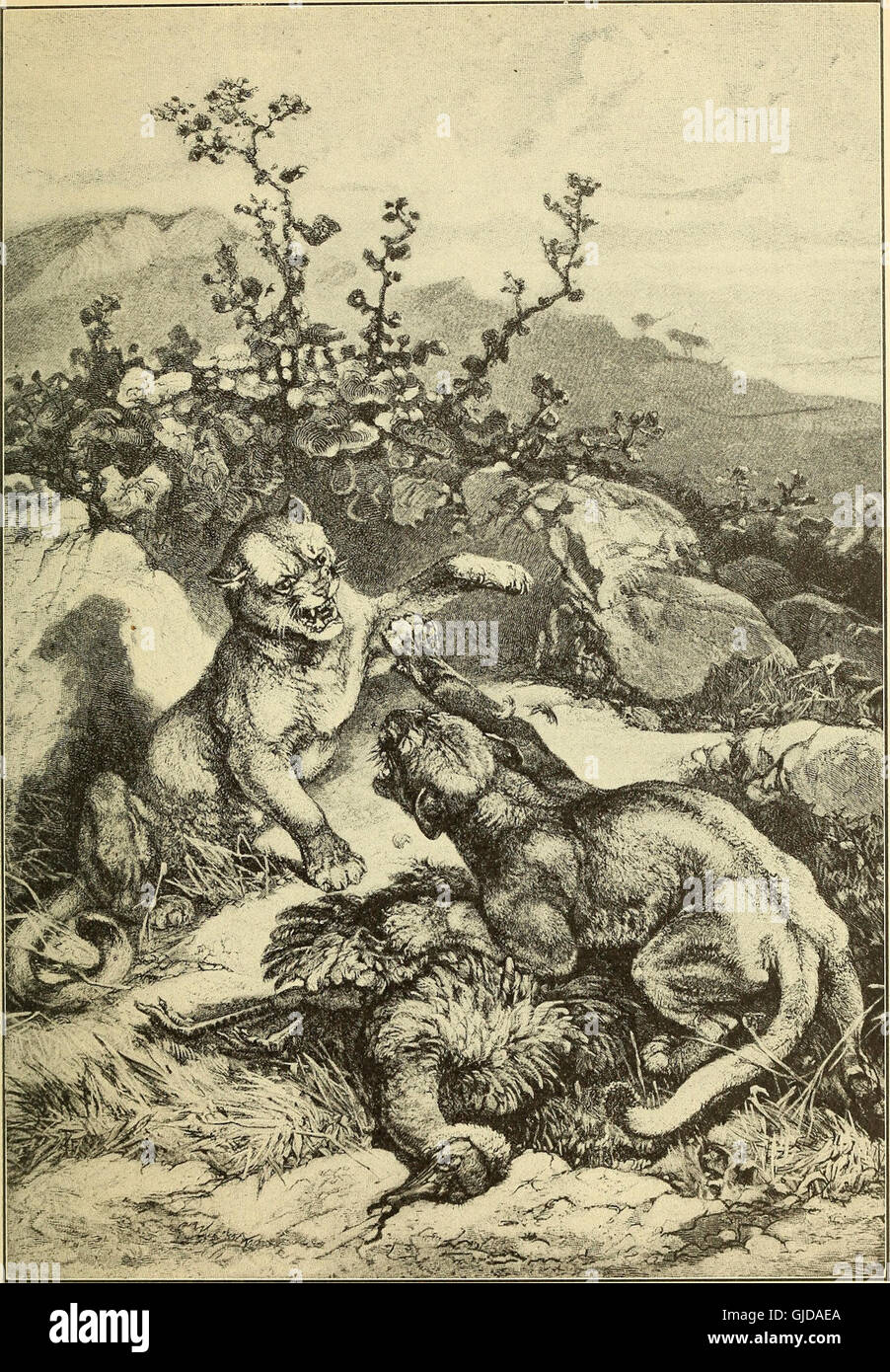 *Animals in Action* (1901) provides an in-depth exploration of the ...