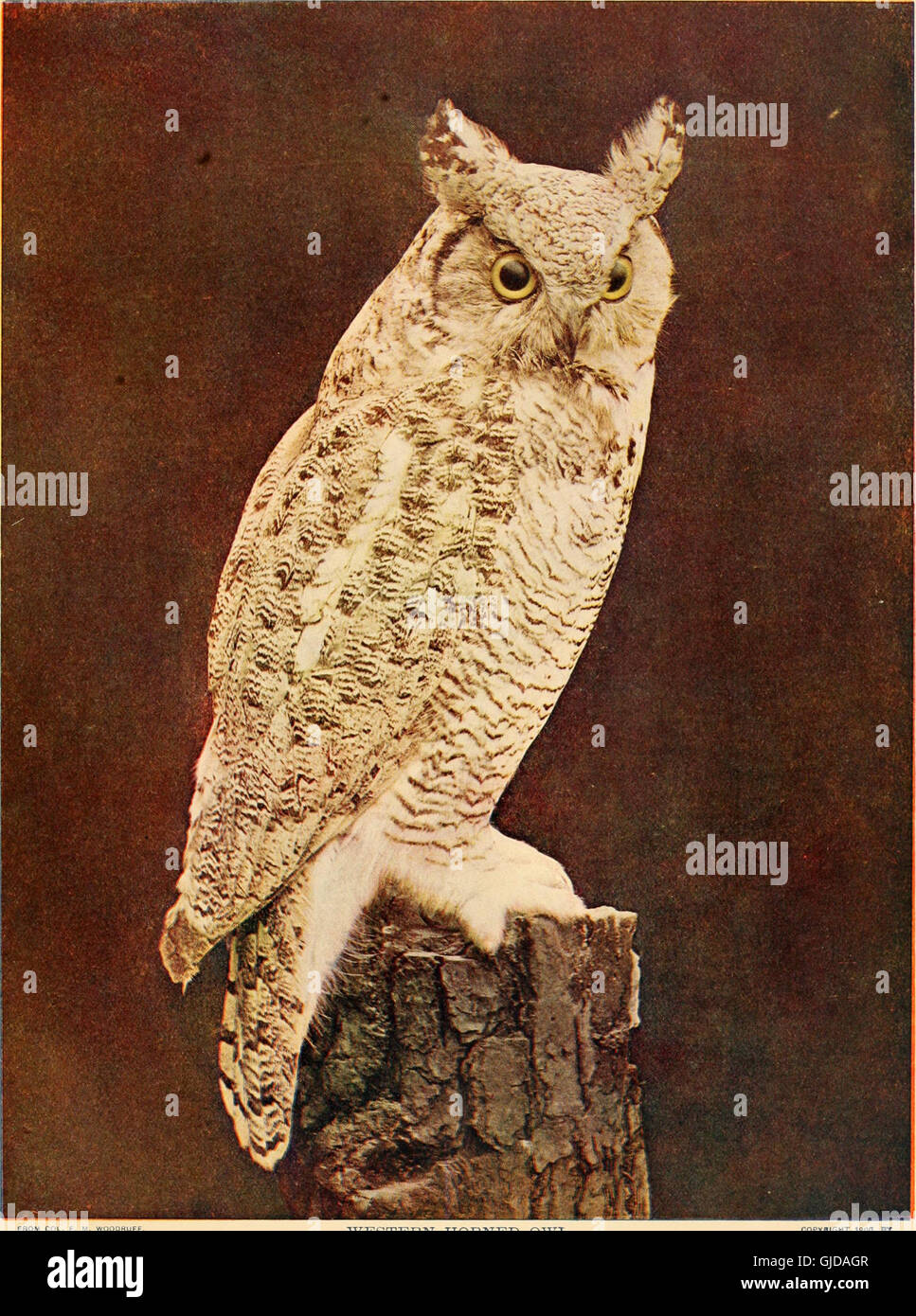 'Birds and Nature' (1900) is a journal that highlights various bird ...
