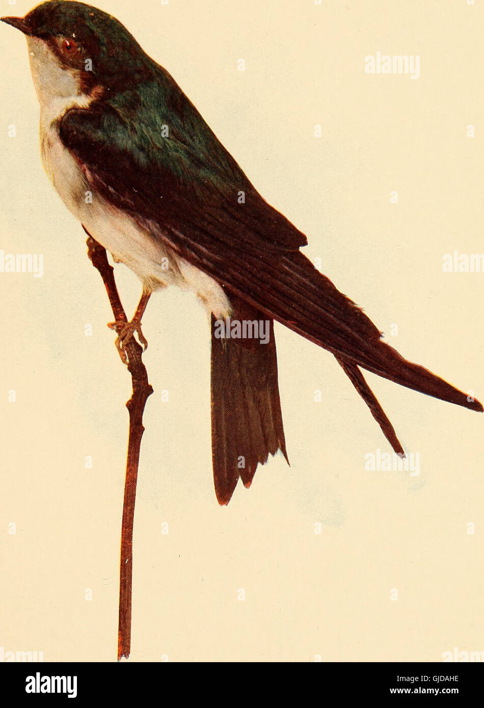 *Birds and Nature* (1903) focuses on the relationship between birds and ...