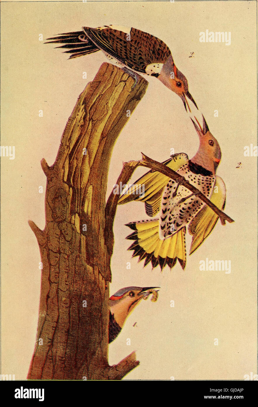 'Everyday Birds' (1901) is a book that introduces common bird species ...