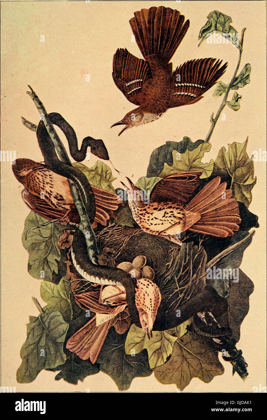 Everyday Birds (1901) provides a detailed look at common bird species ...