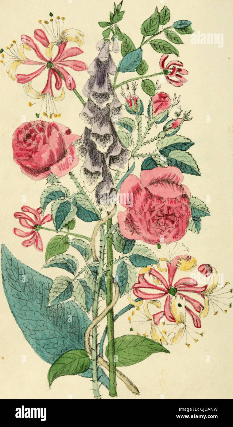 Floral emblems (1825 Stock Photo - Alamy