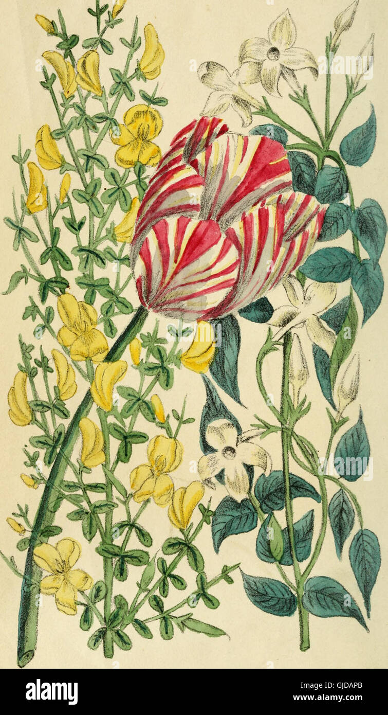 *Floral Emblems* (1825) explores the symbolism of various flowers ...
