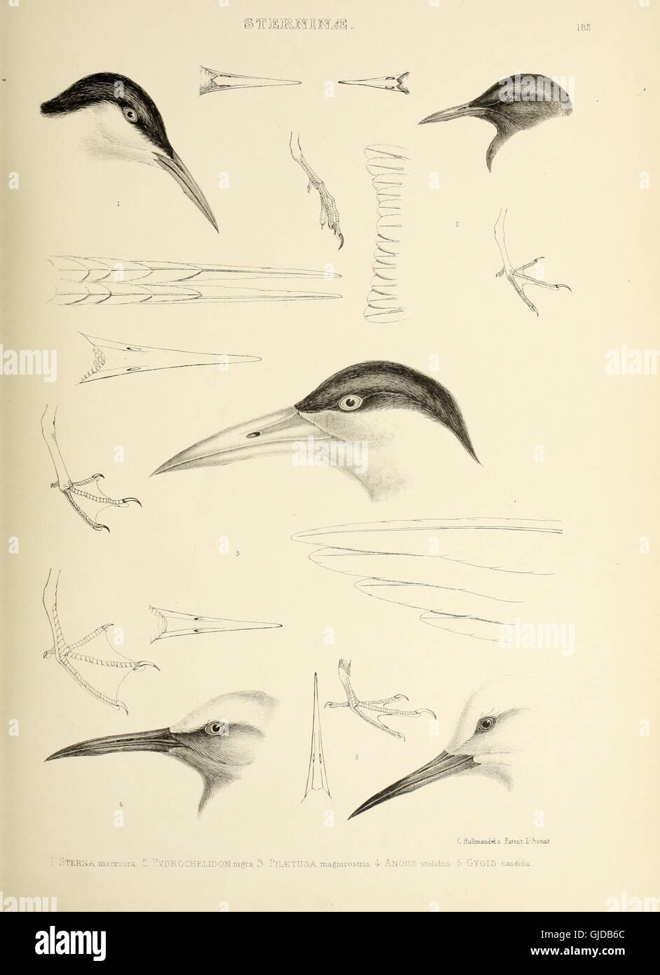 This 1849 work categorizes bird genera, detailing their generic ...