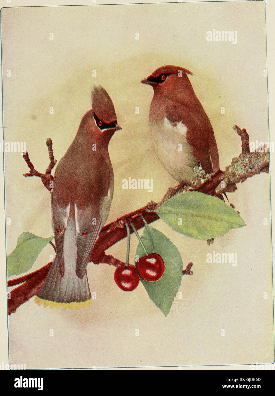 This guide introduces readers to 150 bird species commonly found in ...