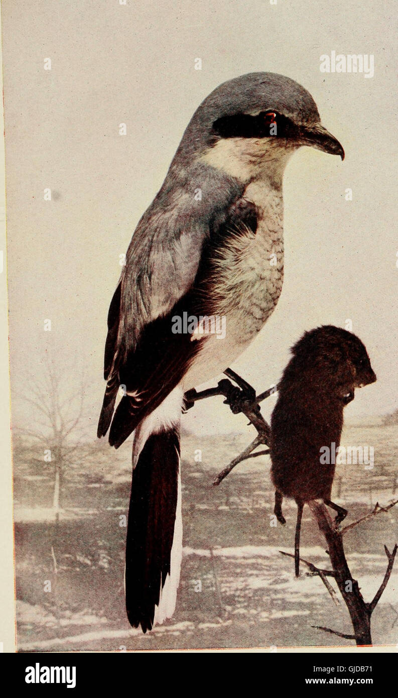 This 1904 guide introduces readers to 150 bird species commonly found ...