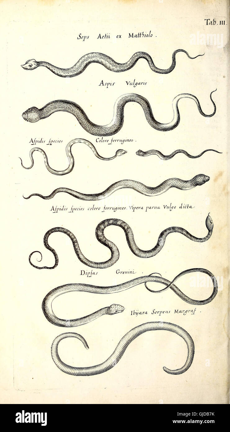 This work, a natural history of quadrupeds, snakes, insects, and ...