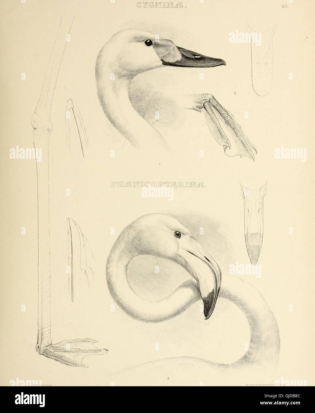 This 1849 work details the genera of birds, describing their generic ...