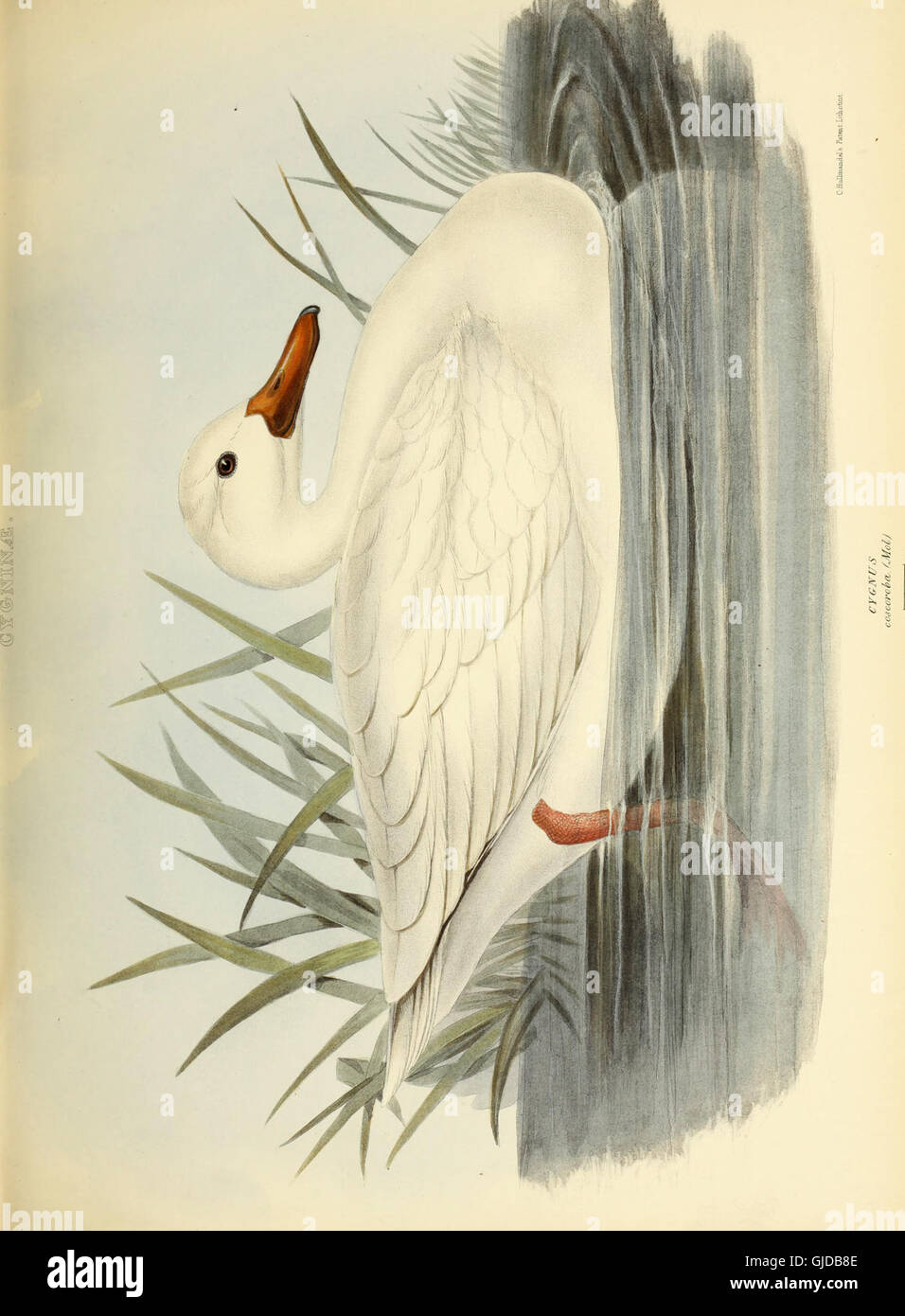 'The Genera of Birds' (1849) explores the classification of bird ...