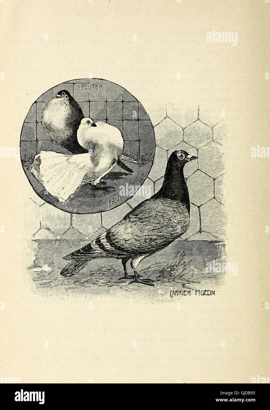 This 1895 publication collects short stories and observations about ...