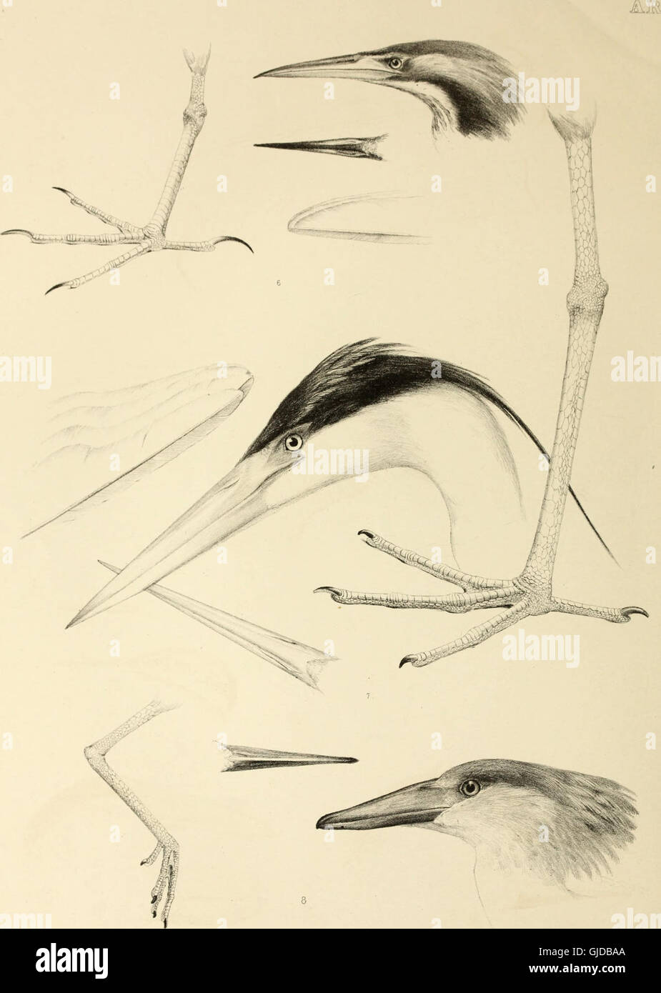 This 1849 work provides an extensive classification of bird genera ...