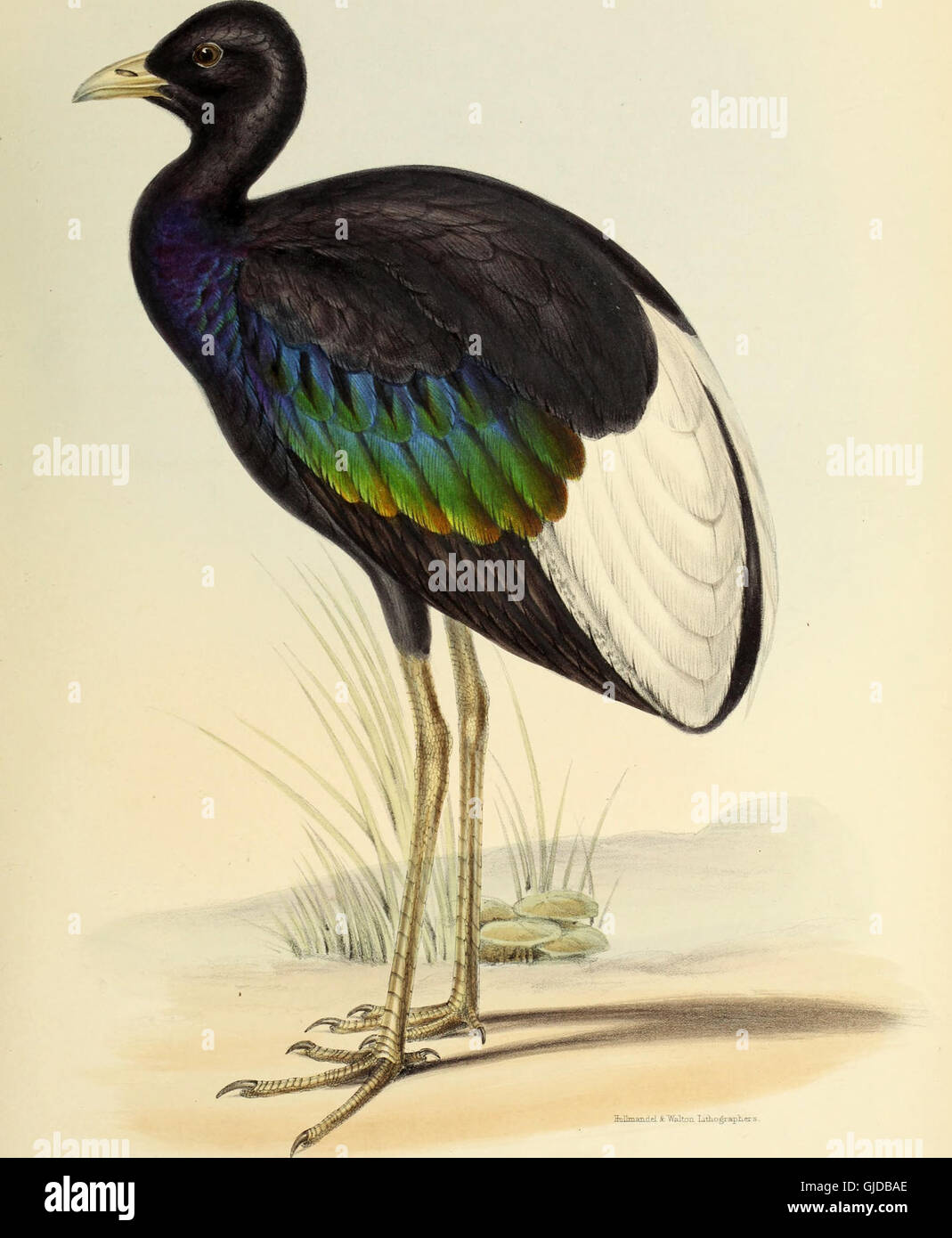 This 1849 work provides a comprehensive overview of bird genera ...