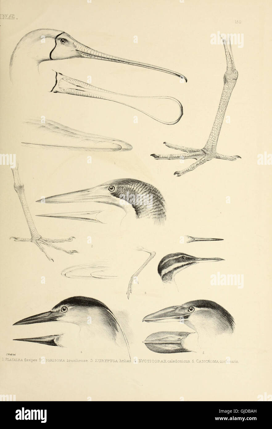 This 1849 work offers a comprehensive classification of bird genera ...