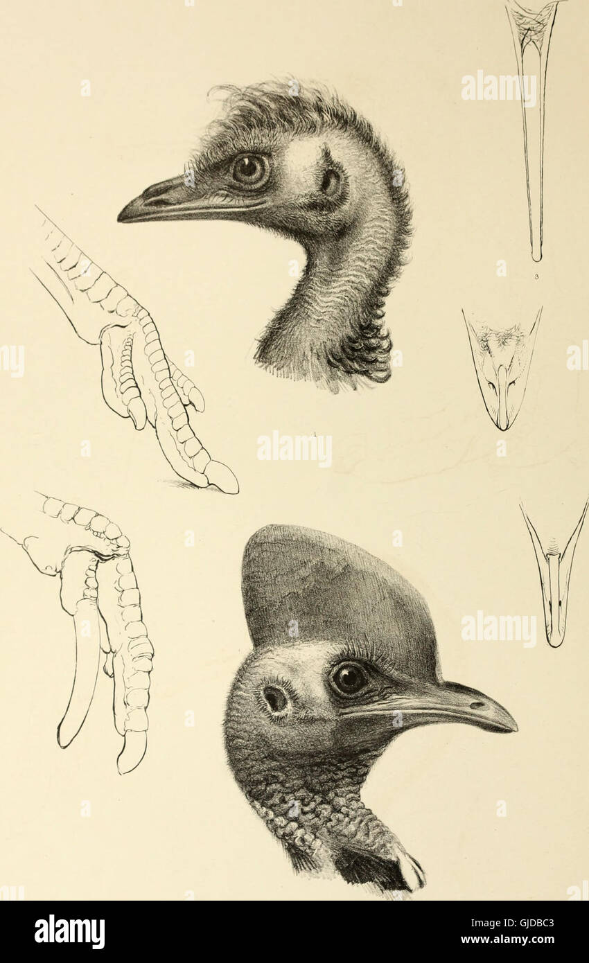 This 1849 work offers a detailed classification of bird genera ...