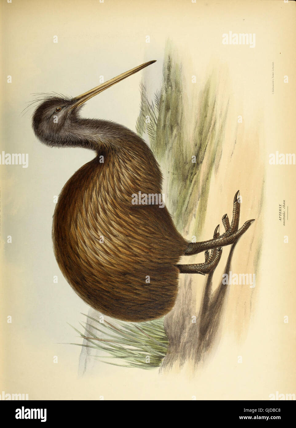 This 1849 work outlines the classification of bird genera, providing ...