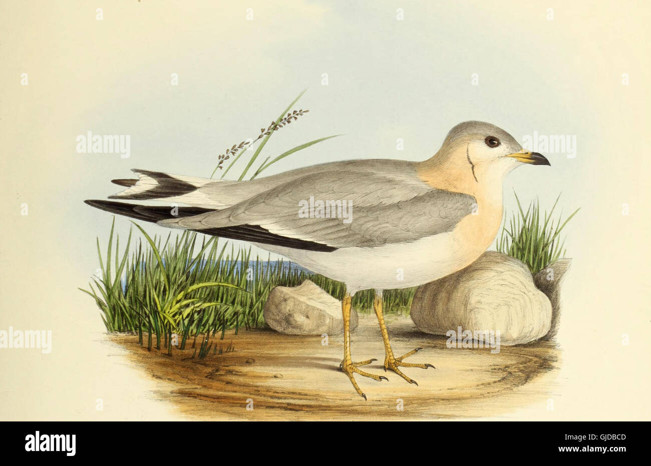 This 1849 work categorizes bird species according to their genera ...