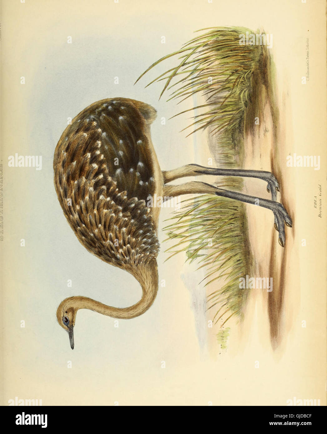 This 1849 work details the classification of bird genera, including ...