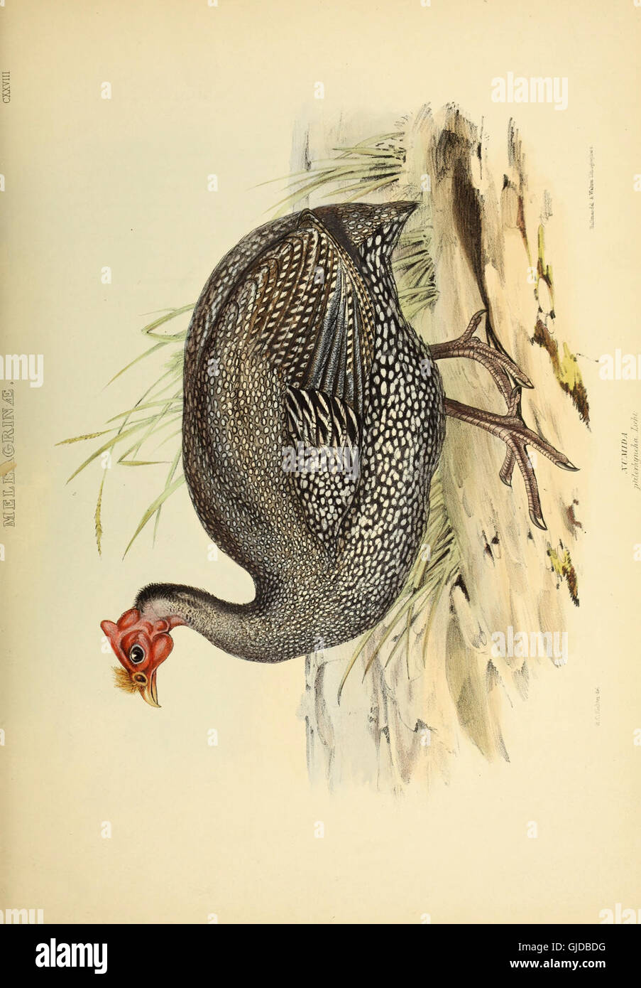 This 1849 work provides a comprehensive classification of bird genera ...